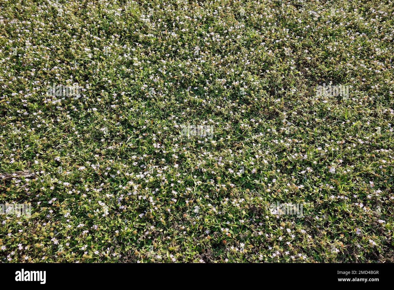florida snow flower Stock Photo - Alamy