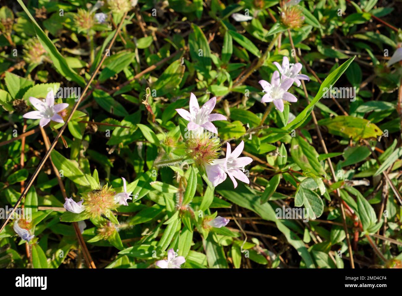 Largeflower pusley hi-res stock photography and images - Alamy