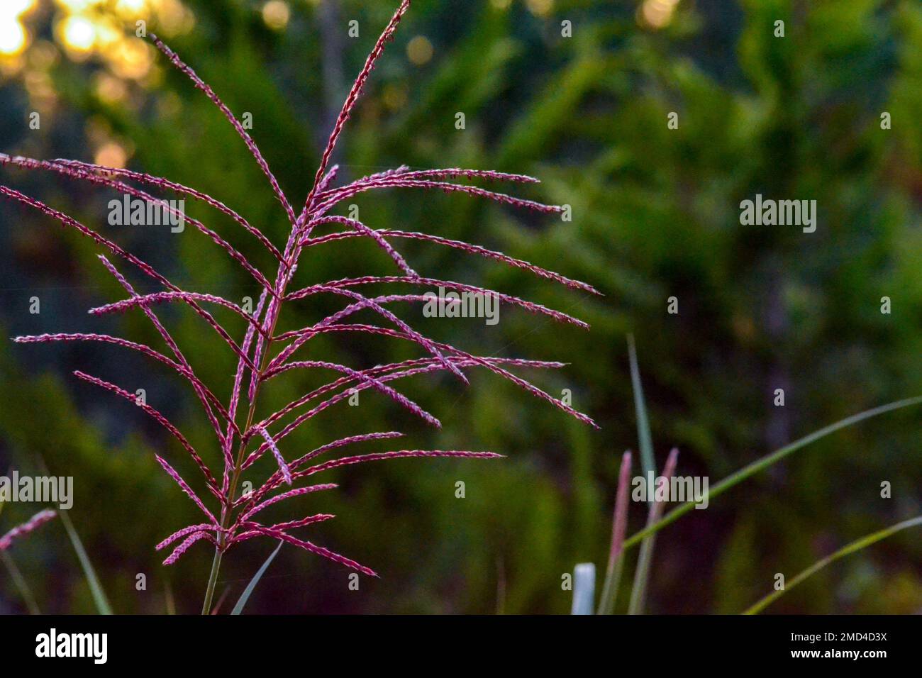 Miscanthus grass in the garden Stock Photo - Alamy