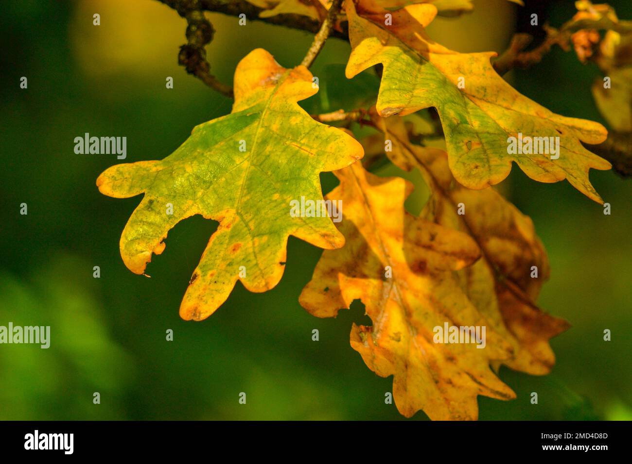colorful oak leaves in autumn in the garden, the leaves are already ...