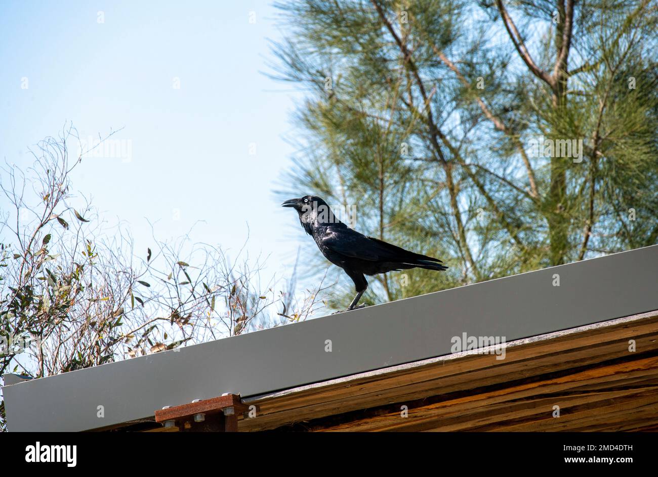 Australian Raven (Corvus coronoides) in Sydney, NSW, Australia (Photo ...