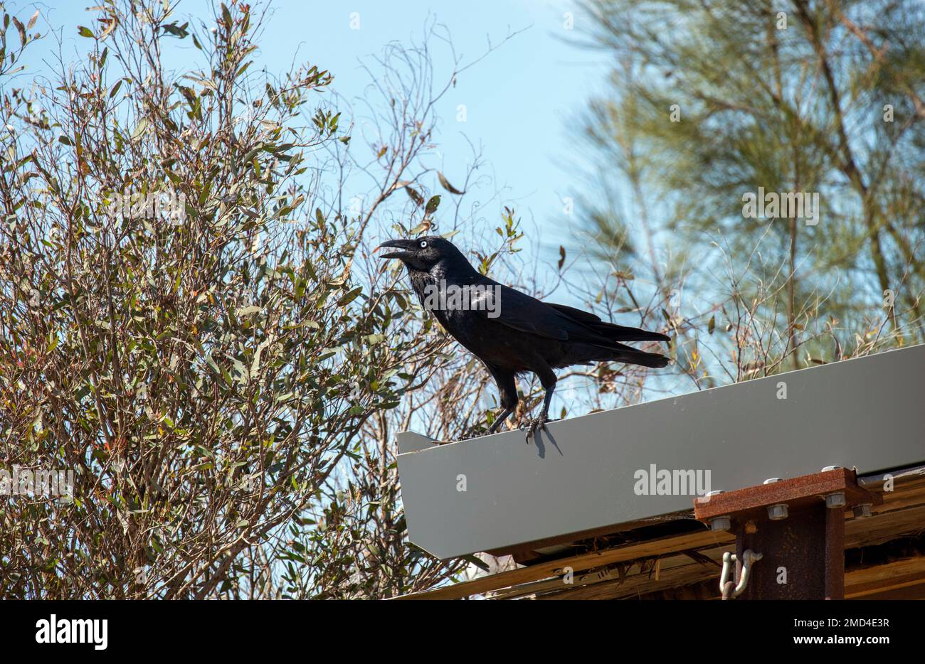 Australian Raven (Corvus coronoides) in Sydney, NSW, Australia (Photo ...