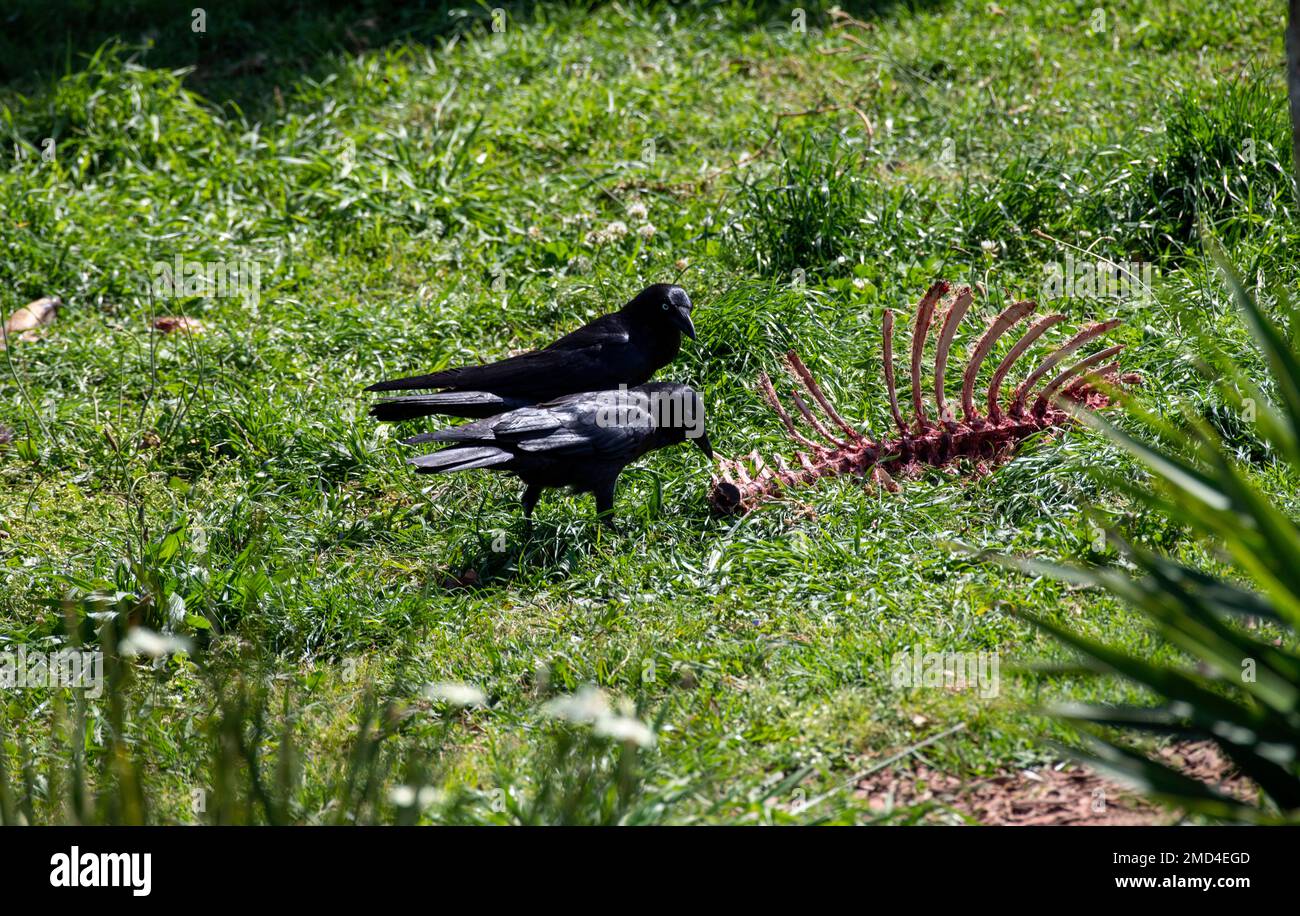 Two Australian Ravens (Corvus coronoides) finds food at a Zoo in Sydney ...