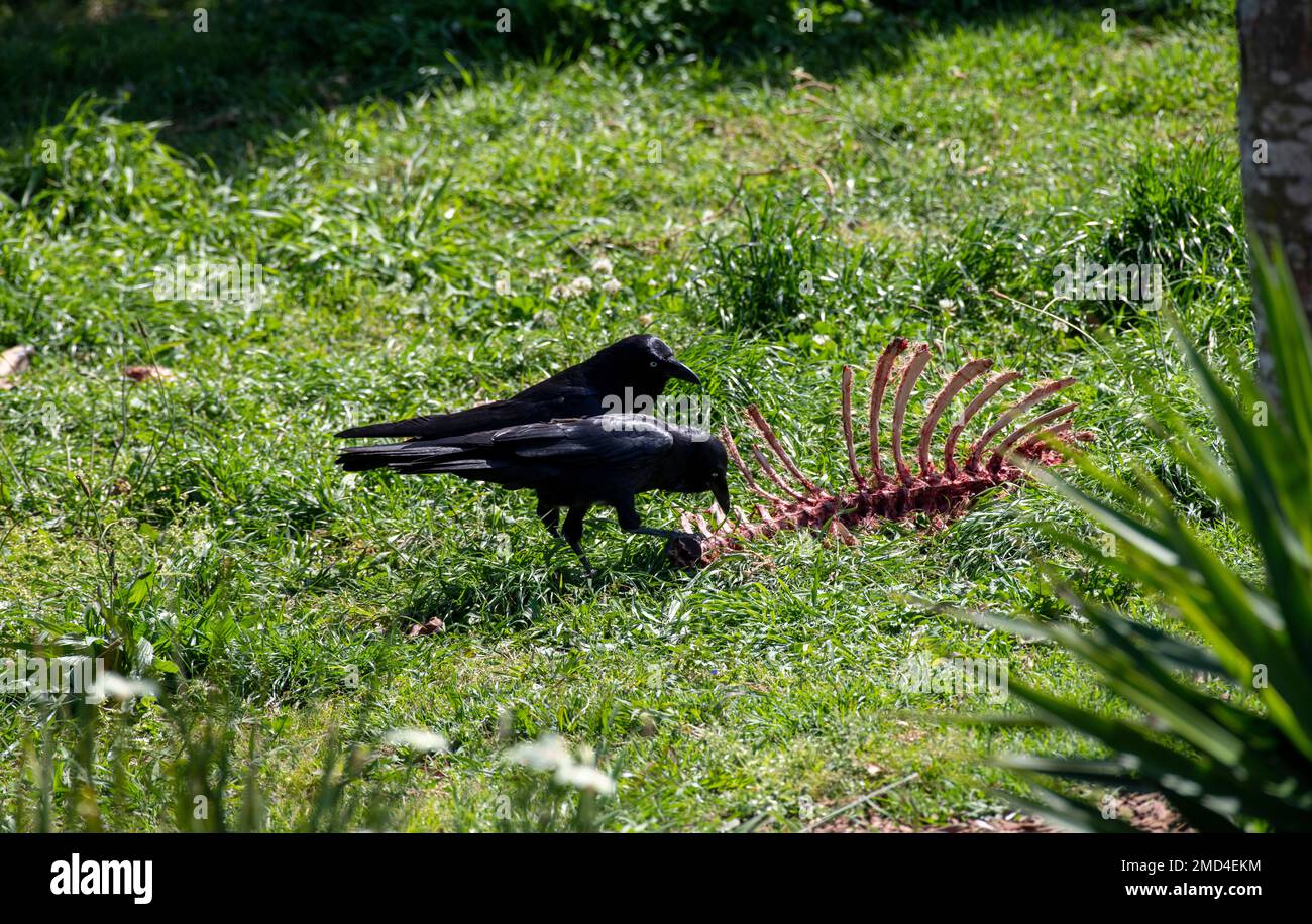 Two Australian Ravens (Corvus coronoides) finds food at a Zoo in Sydney ...