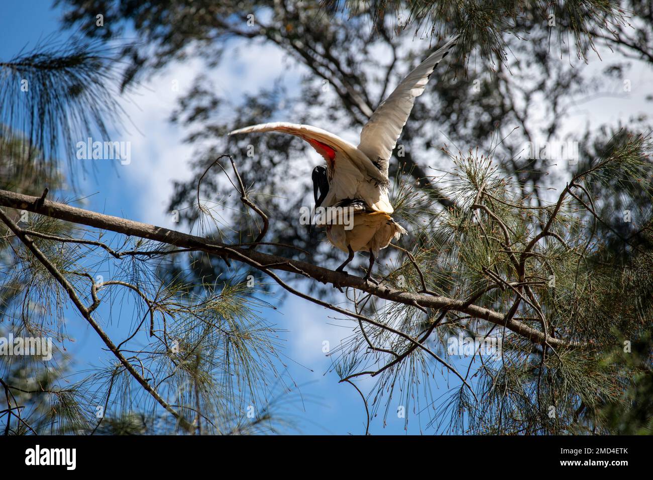 A pair of Australian White Ibises (Threskiornis Molucca) mating on a ...