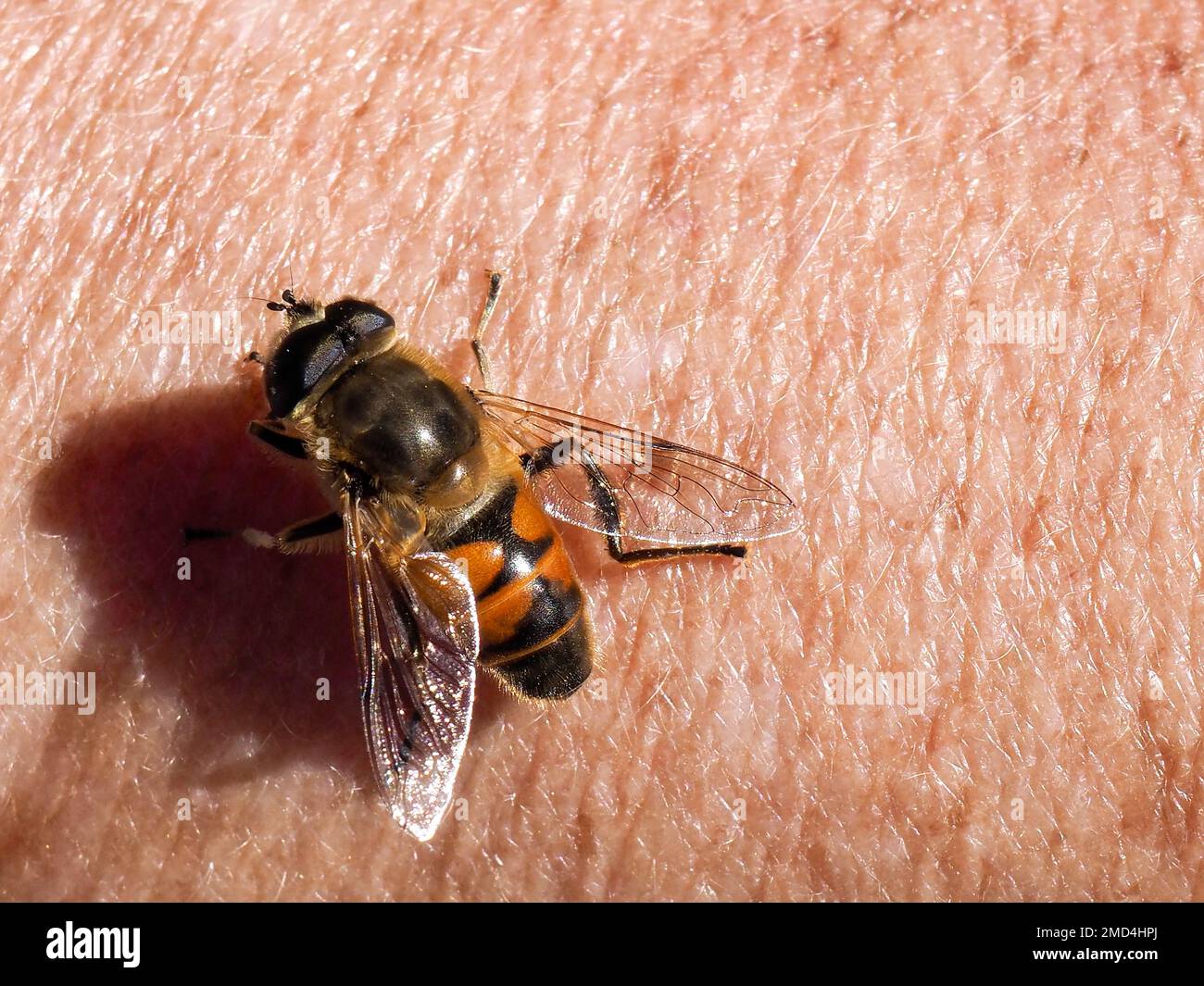 Zermatt, Switzerland: Bee resting on the arm Stock Photo - Alamy