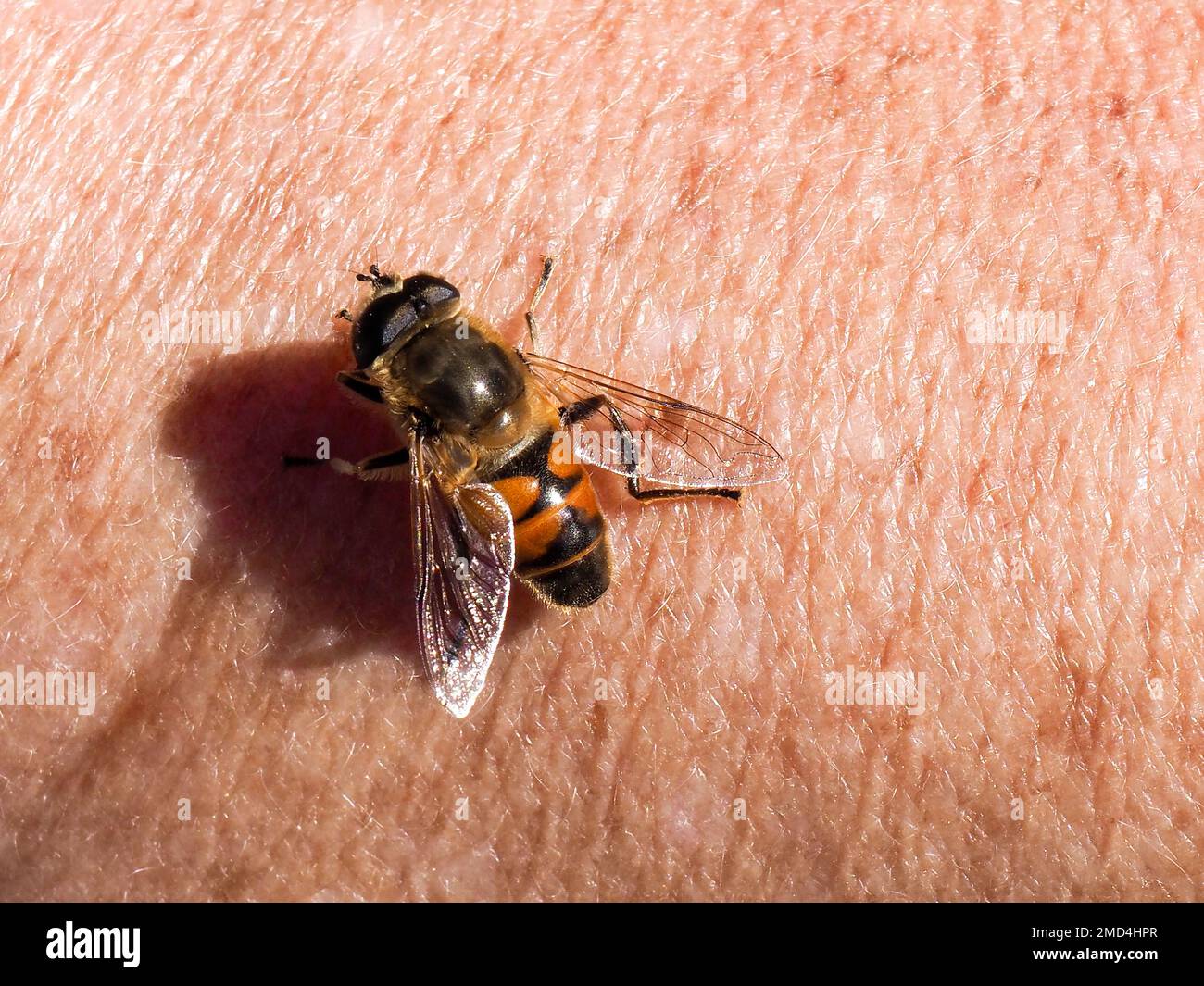 Zermatt, Switzerland: Bee resting on the arm Stock Photo - Alamy