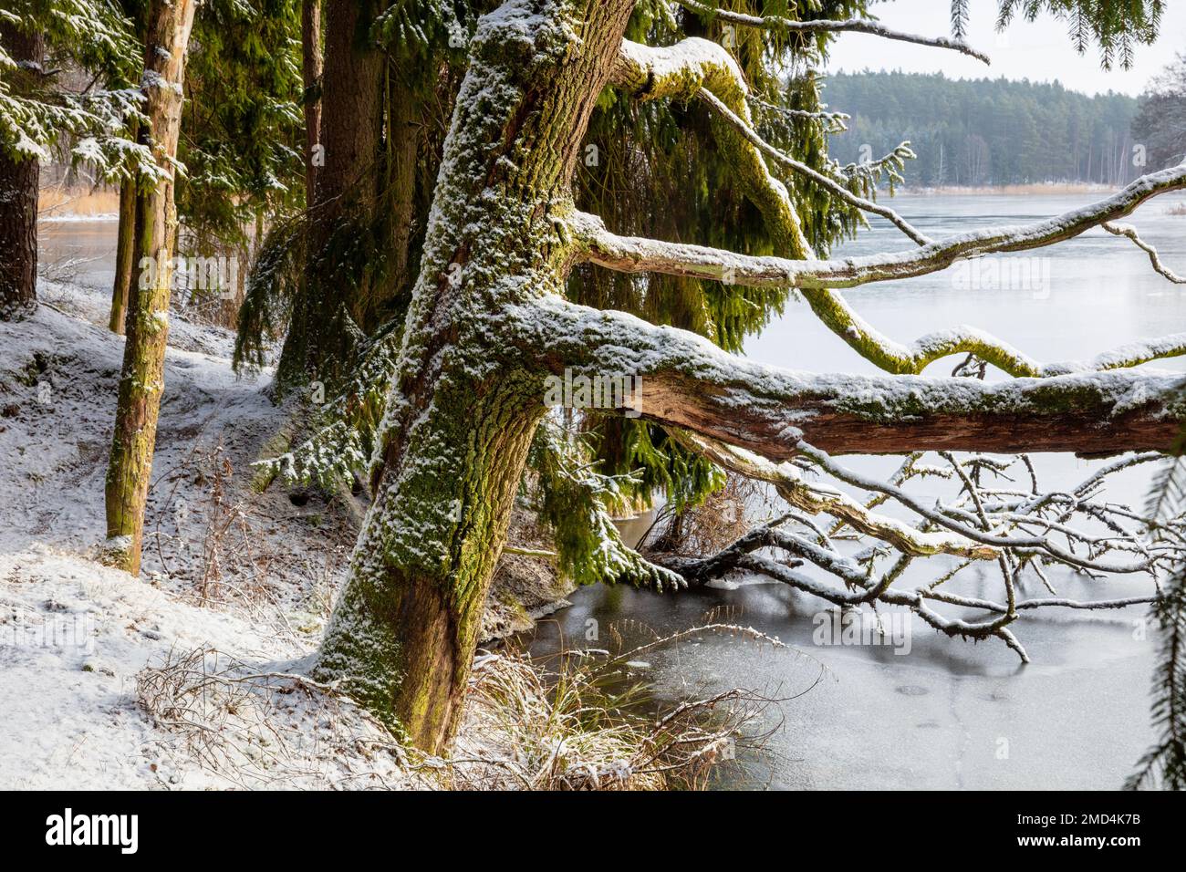Winter landscape, oak tree by the water Stock Photo - Alamy