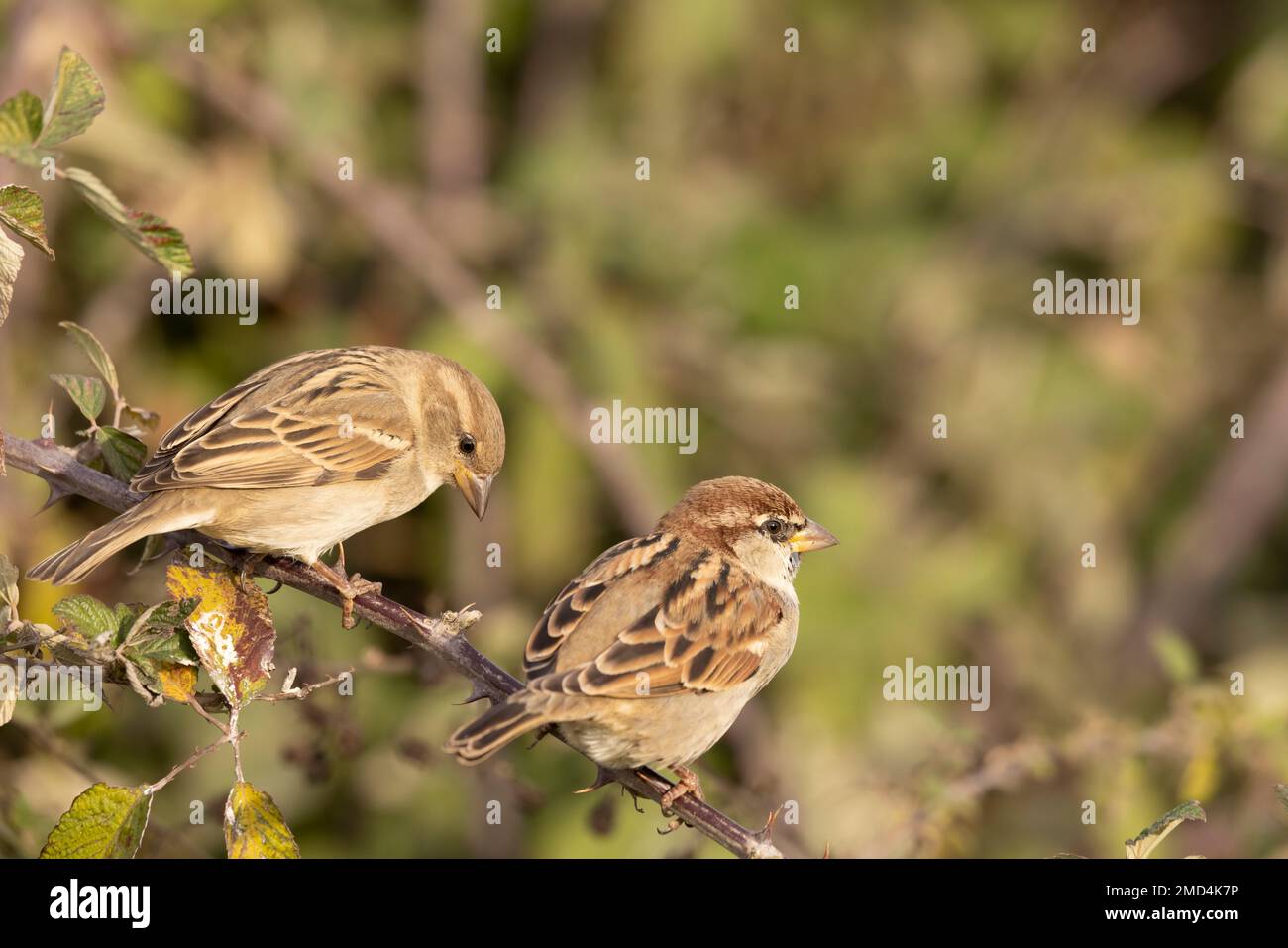The Italian sparrow (Passer italiae Stock Photo - Alamy