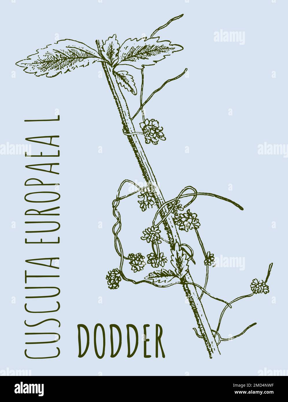 Drawings of DODDER. Hand drawn illustration. Latin name CUSCUTA ...