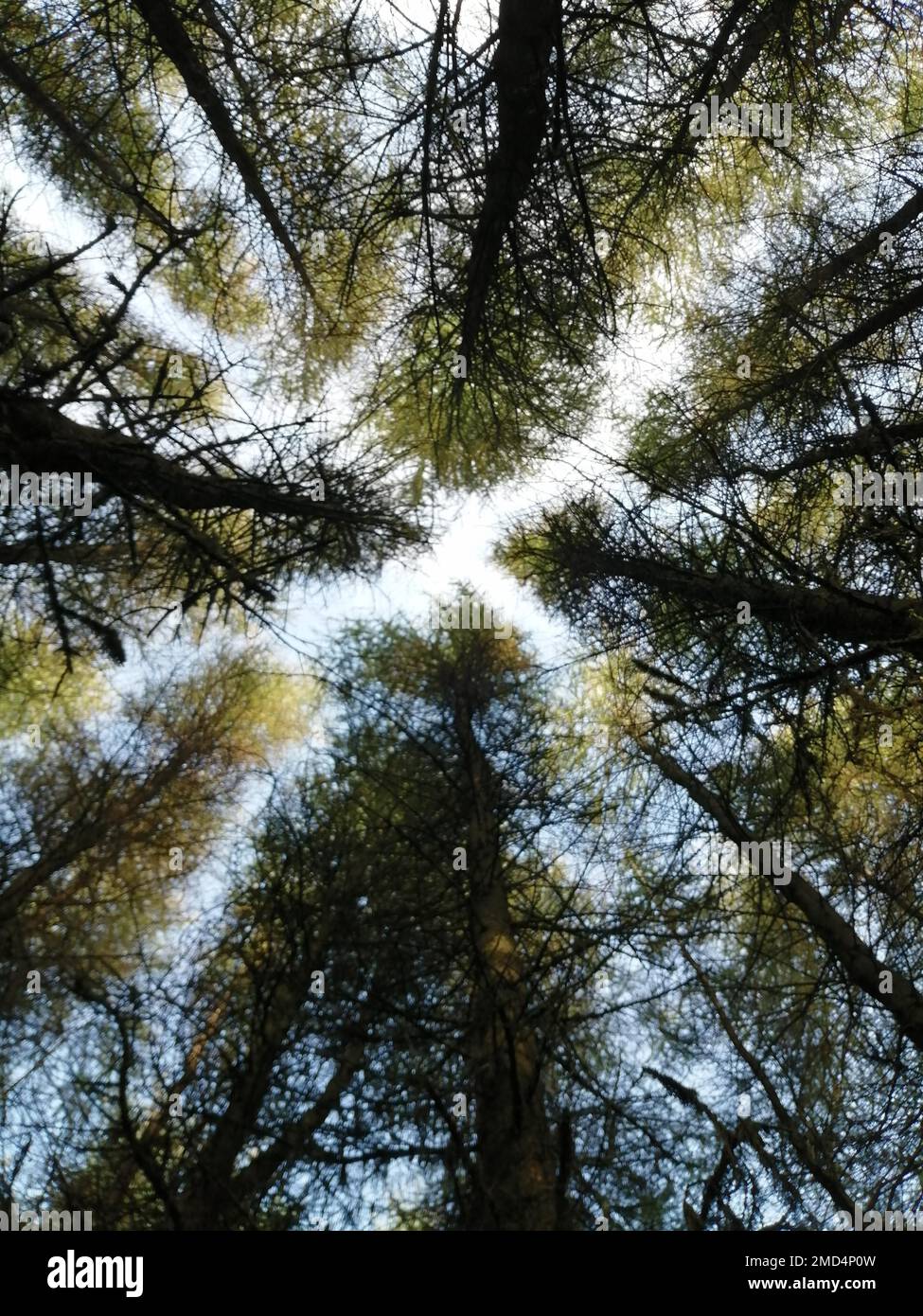 A vertical low angle shot of tall green trees in a forest on a sunny ...