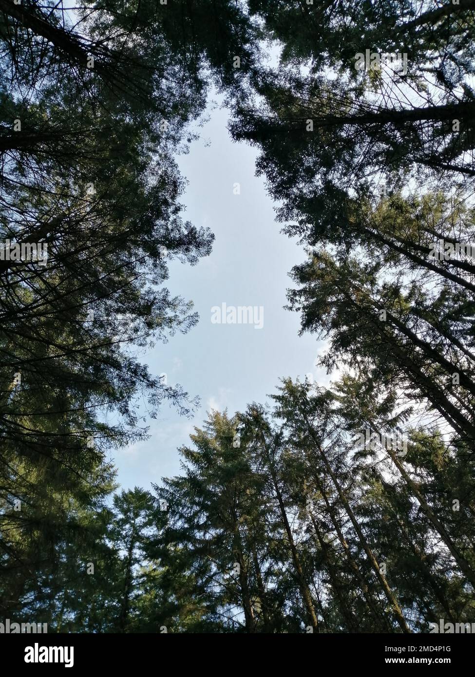 A vertical low angle shot of tall green trees in a forest on a sunny ...