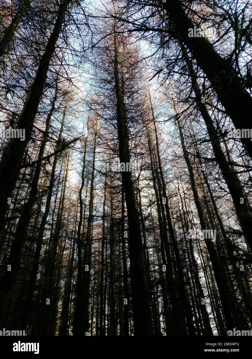 A vertical low angle shot of tall trees in a forest on a sunny day ...