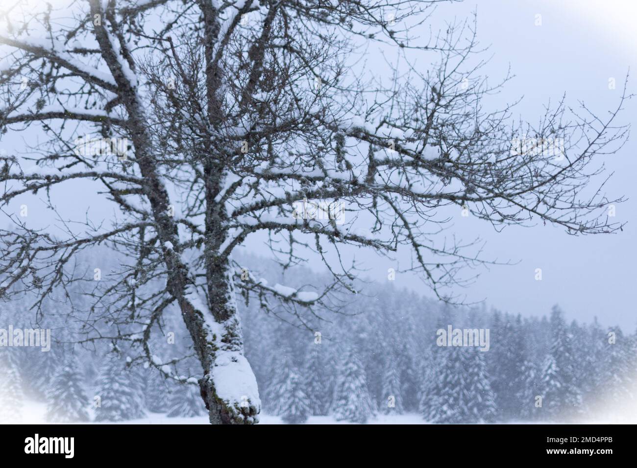 Paysages Vosgiens sous la neige Stock Photo - Alamy