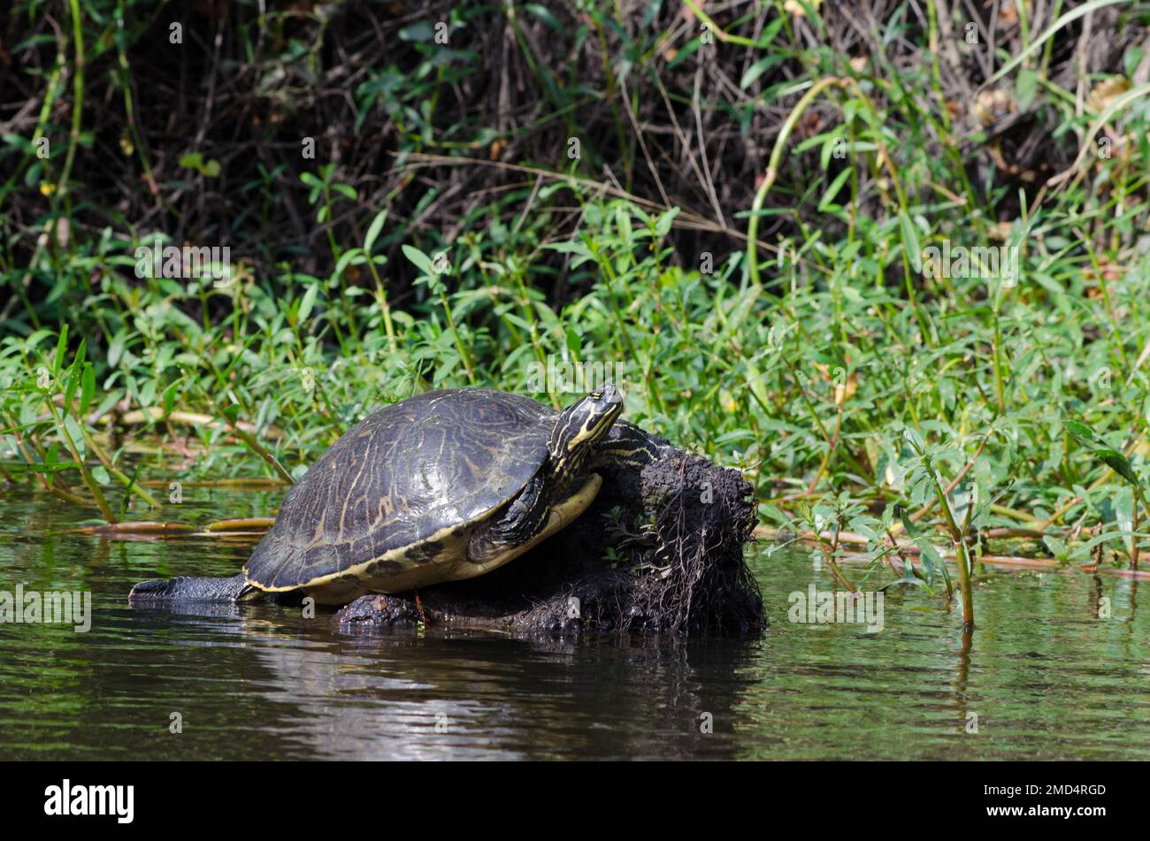 A penninsula cooter turtle suns on a log in Tera Ceia Preserve State ...