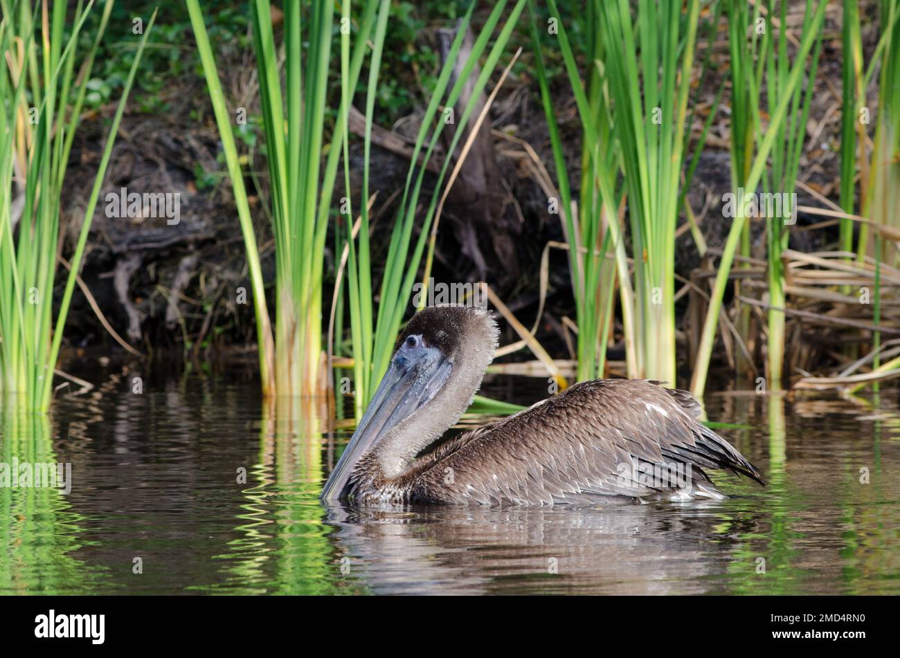 A profile of an immature Brown Pelican floating on the water on Frog ...