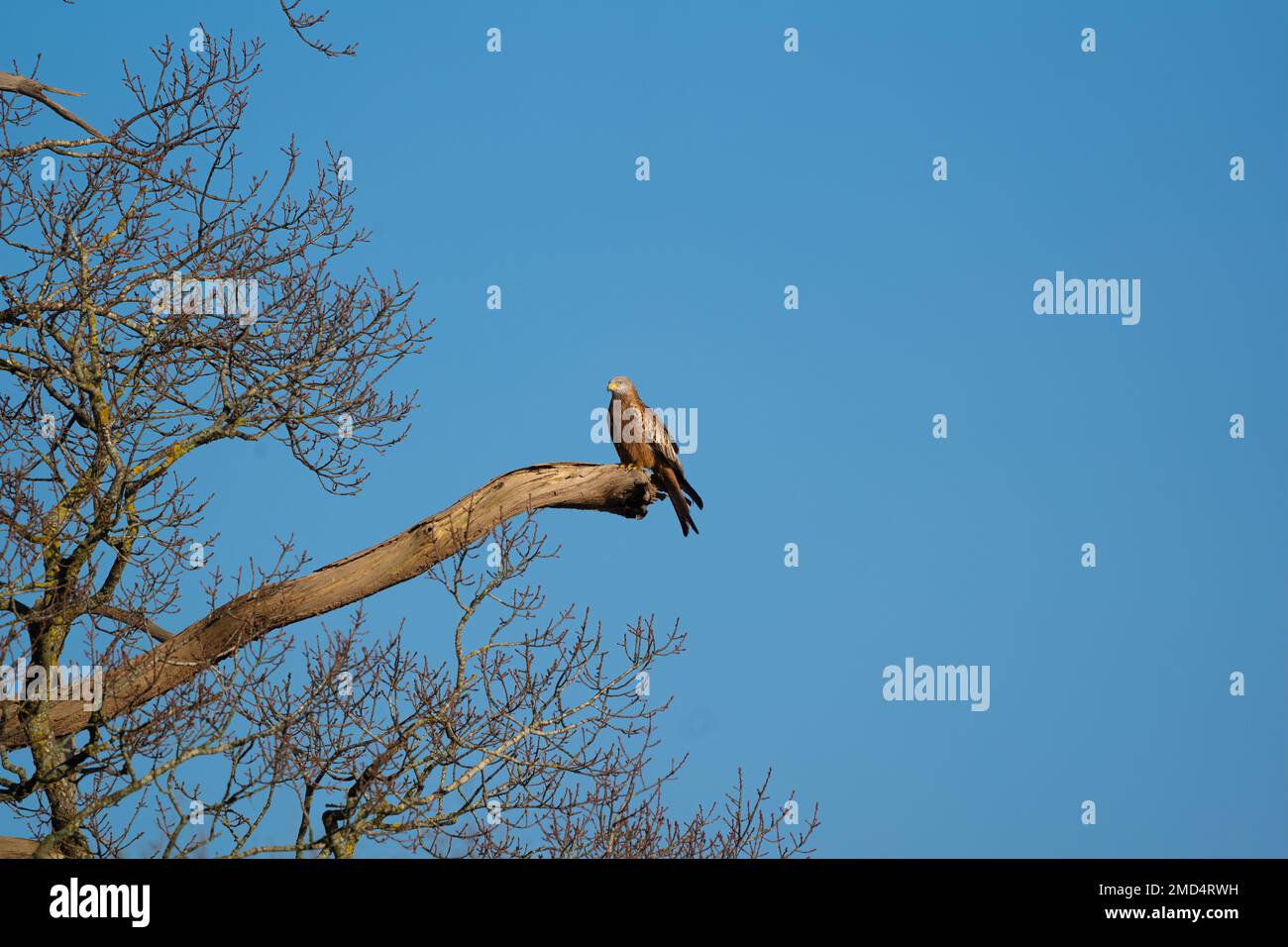 Red Kite perched high on a tree Stock Photo - Alamy