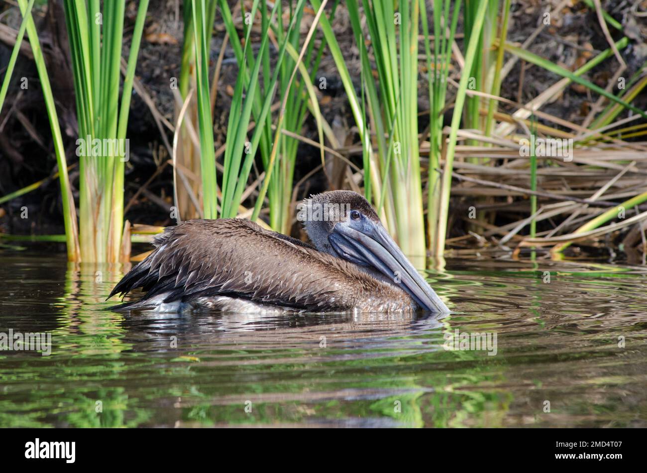An immature Brown Pelican floating on the water with his head down on ...
