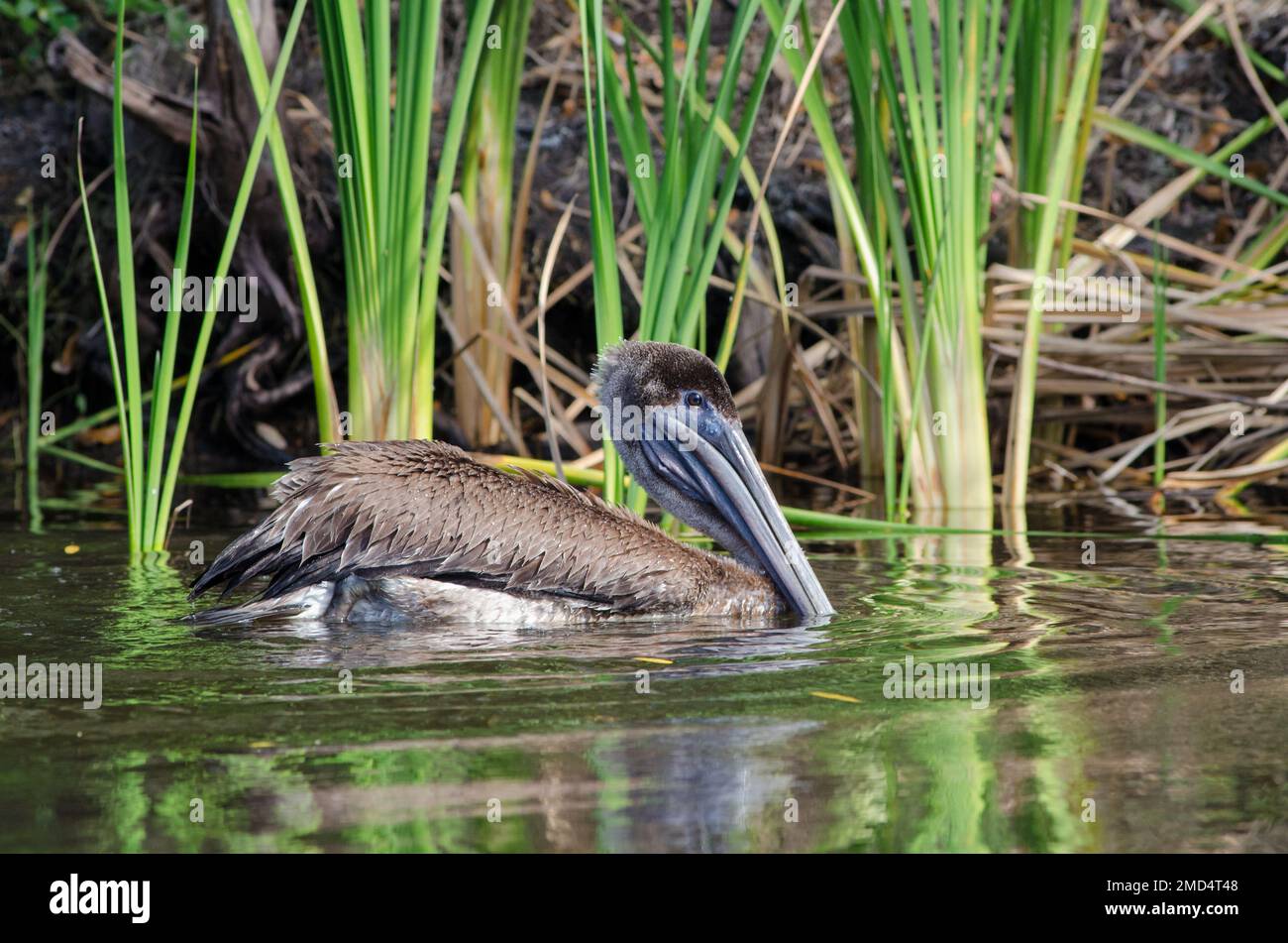 An immature Brown Pelican floating on the water with his head up on ...
