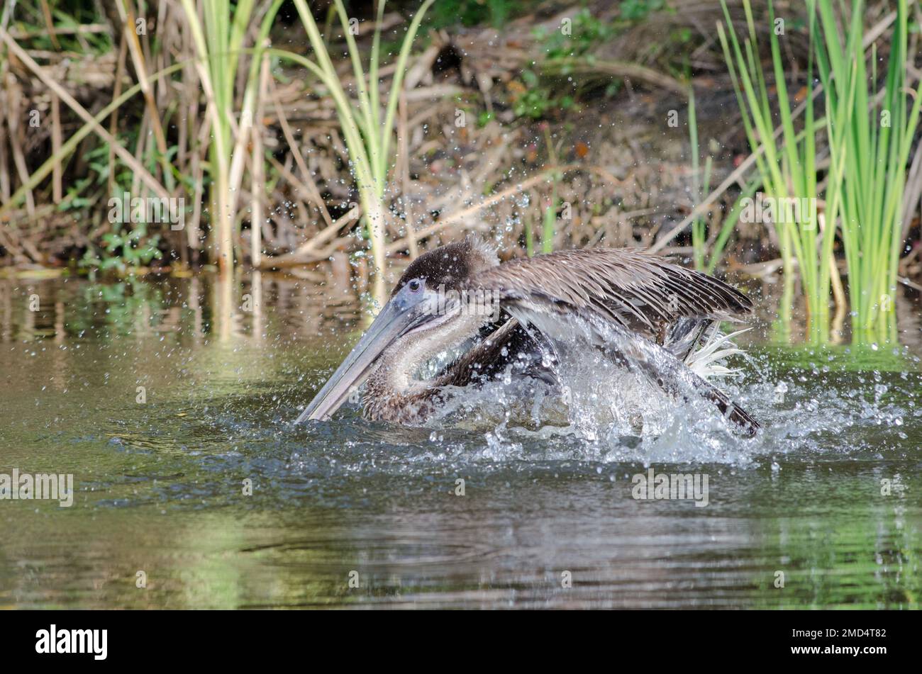 An immature Brown Pelican kicking up water and wings up on Frog Creek ...