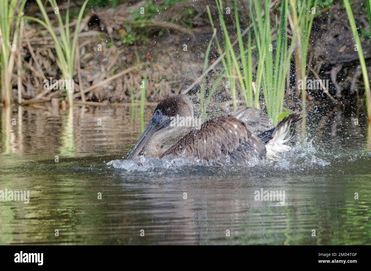 An immature Brown Pelican on Frog Creek in the Tera Ceia Preserve State ...