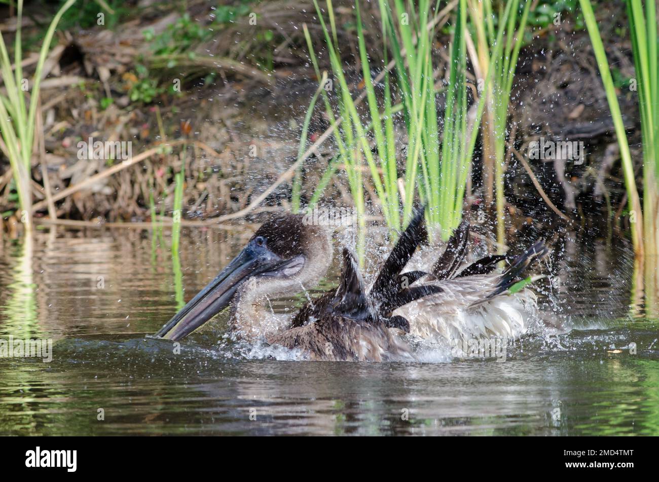 An immature Brown Pelican splashing water on Frog Creek in the Tera ...