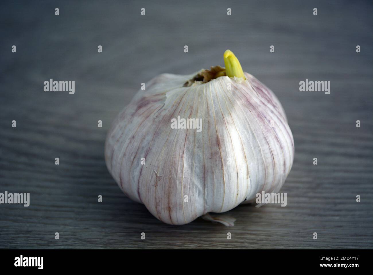 Close up photo of garlic (Allium sativum) on dark background Stock ...