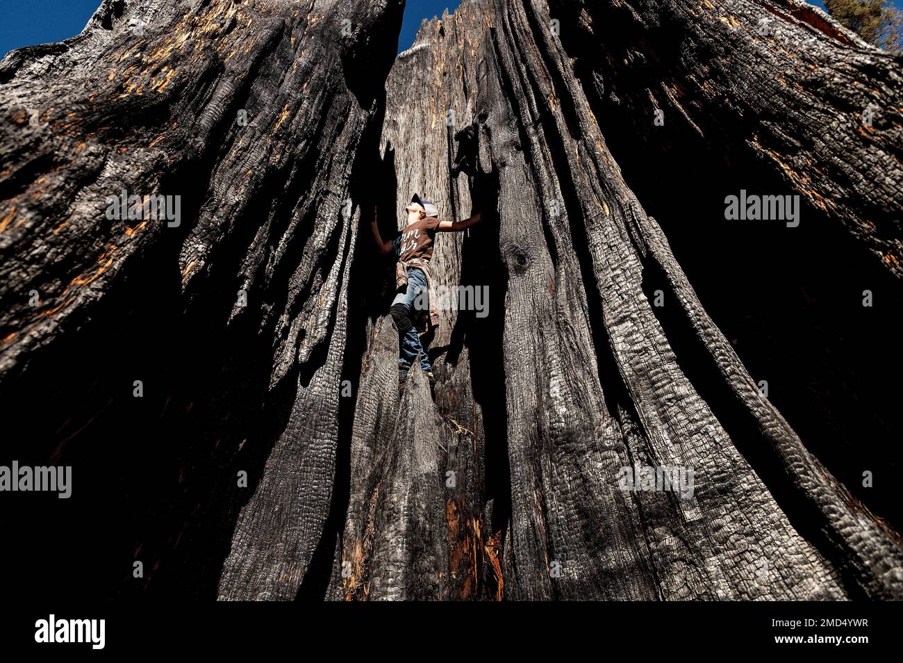 Ashtyn Perry, 13, climbs a scorched sequoia tree during an Archangel ...