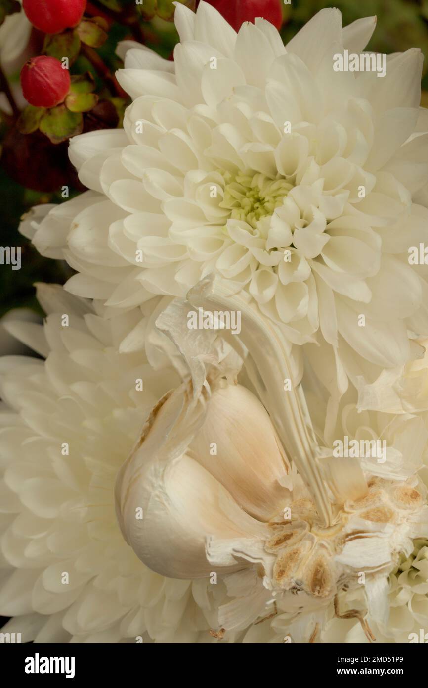 Close up food still life of Garlic cloves, Allium sativum, Chinese ...