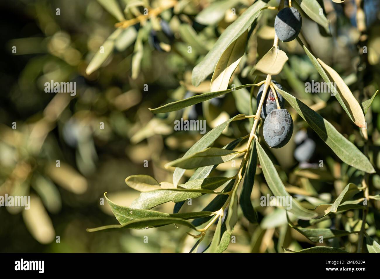 Olive oil trees full of olives.olive harvest , traditional olive ...