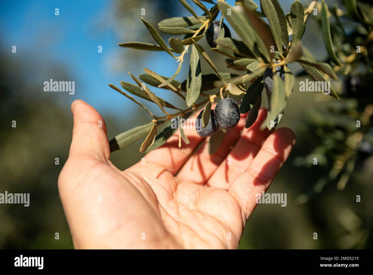 Hand picking green and black olives on the branch tree , traditional ...