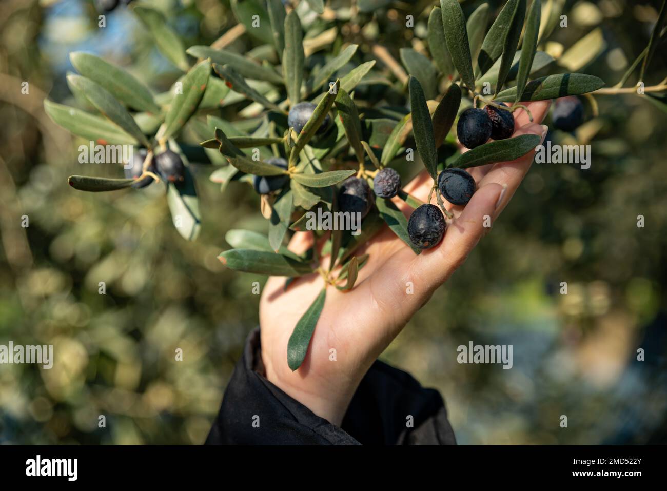 Hand picking green and black olives on the branch tree , traditional ...
