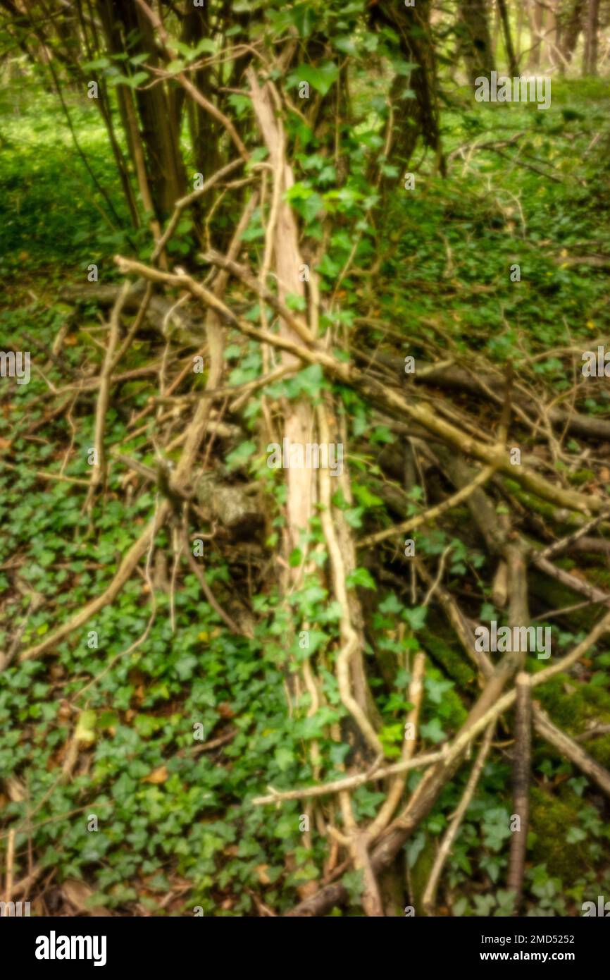Natural patterns and textures in nature epitomised by tangled tree ...