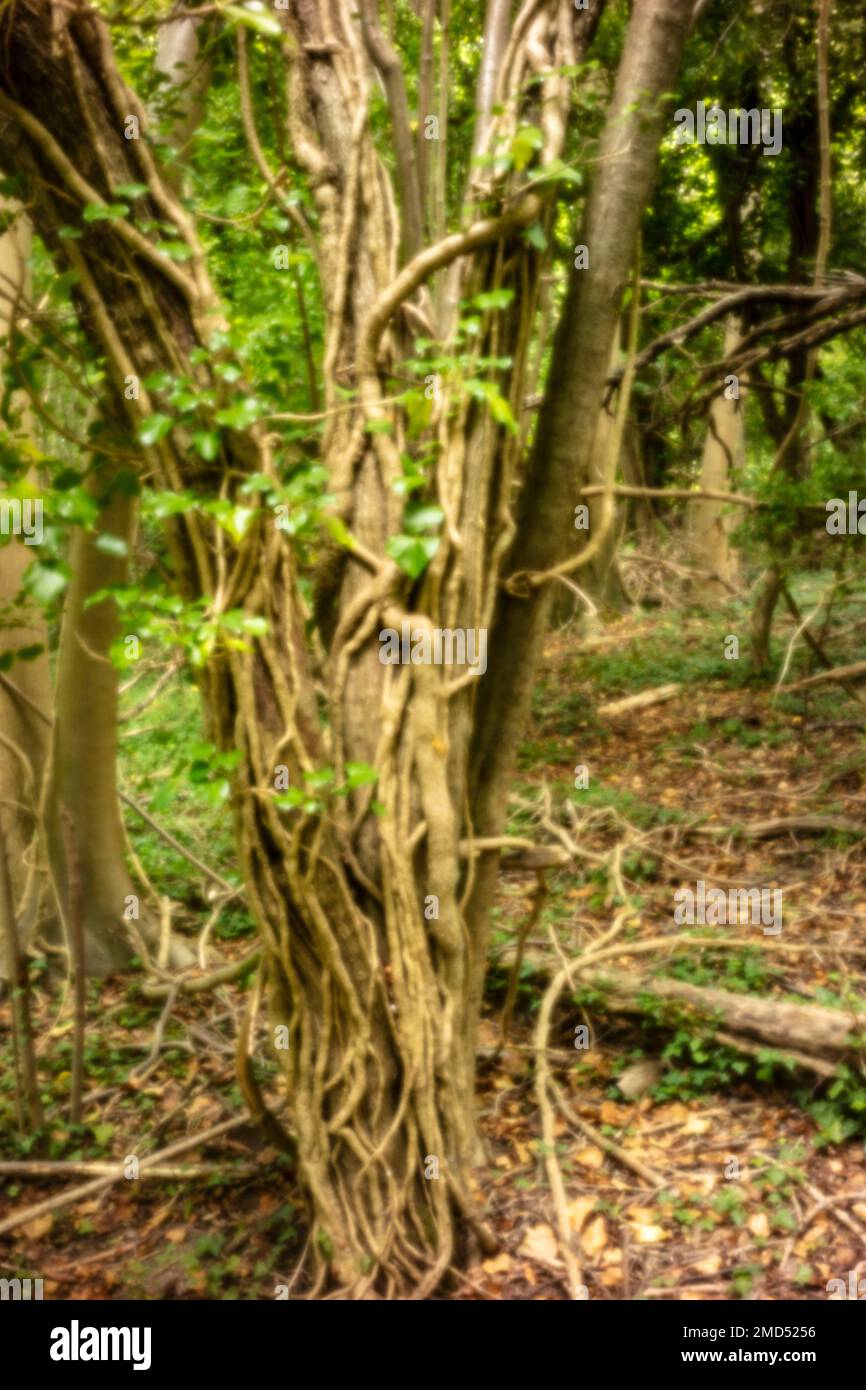 Natural patterns and textures in nature epitomised by tangled tree ...