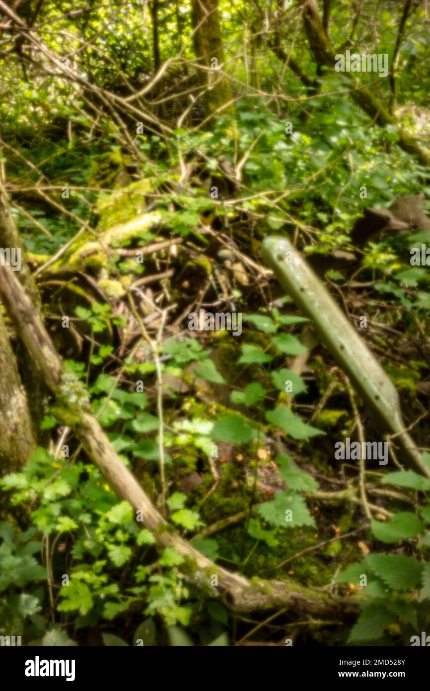 Natural patterns and textures in nature epitomised by tangled tree ...