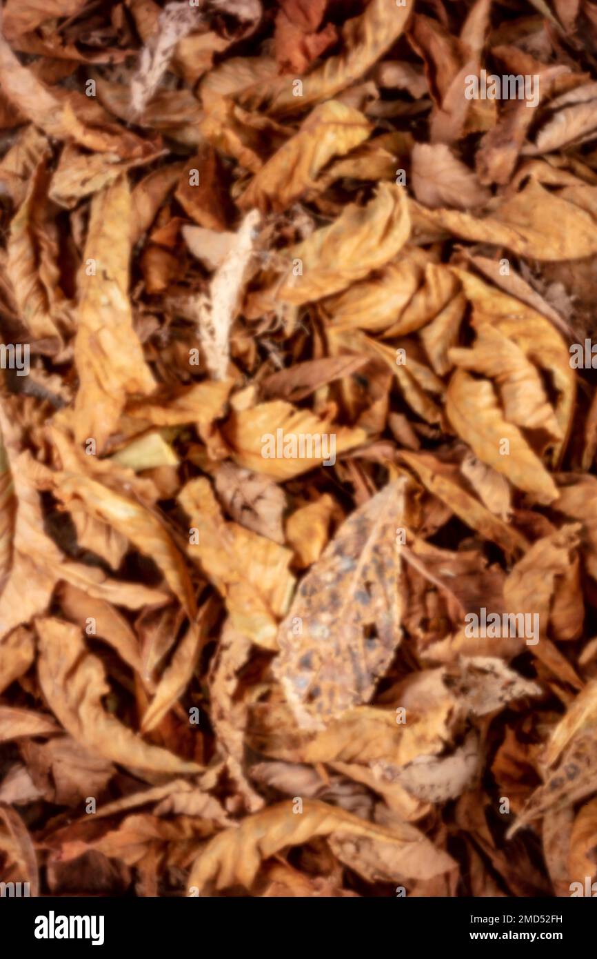 Natural close up semi-abstract patterns and textures in the environment ...