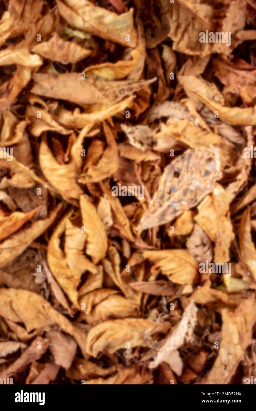 Natural close up semi-abstract patterns and textures in the environment ...