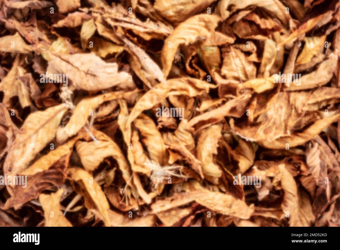 Natural close up semi-abstract patterns and textures in the environment ...