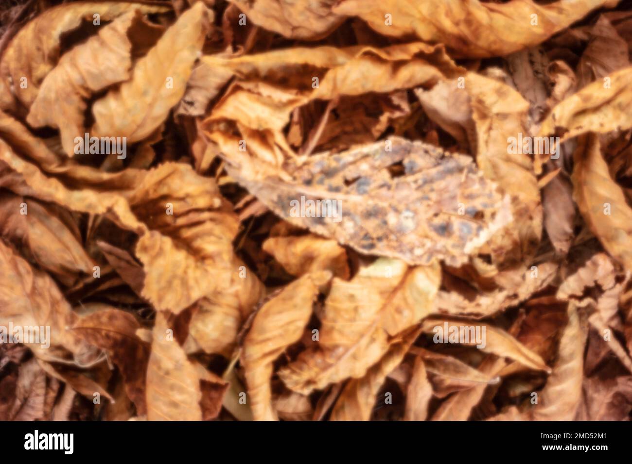 Natural close up semi-abstract patterns and textures in the environment ...