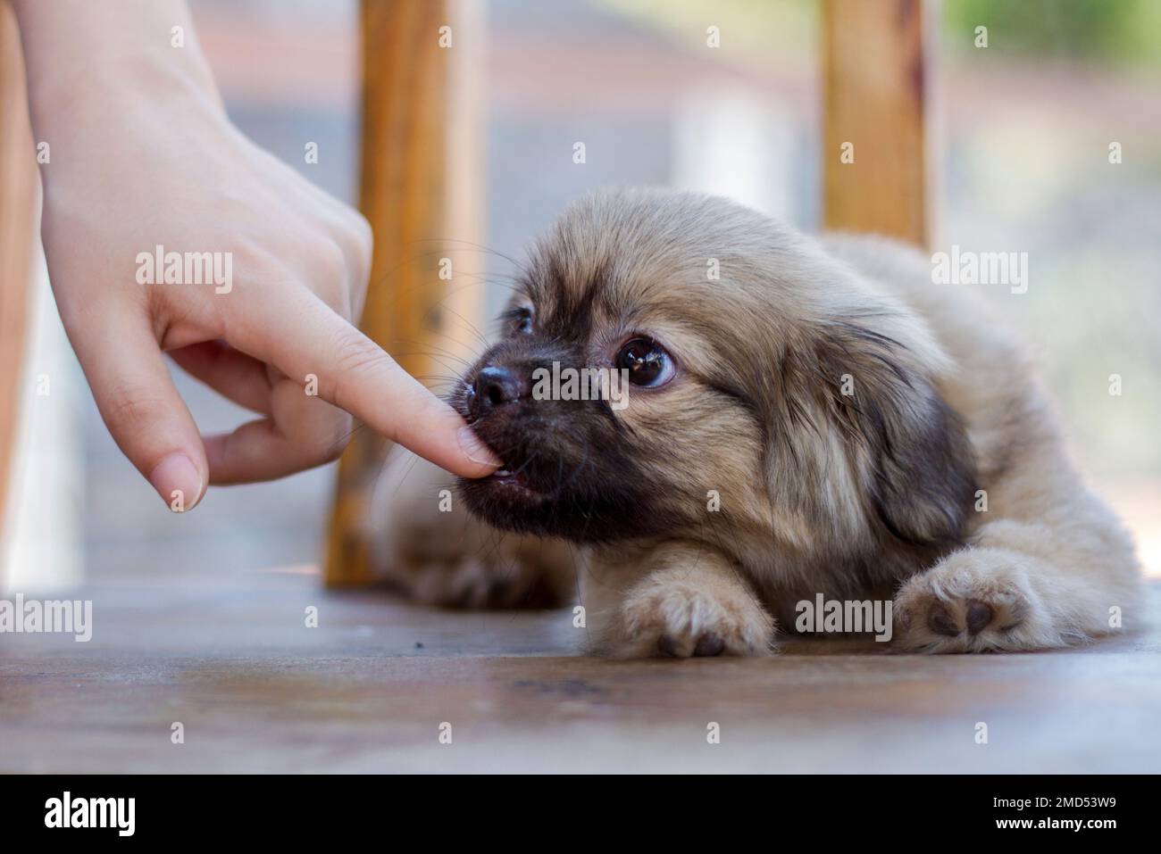 A closeup shot of a cute fluffy puppy sniffing the finger of a person ...