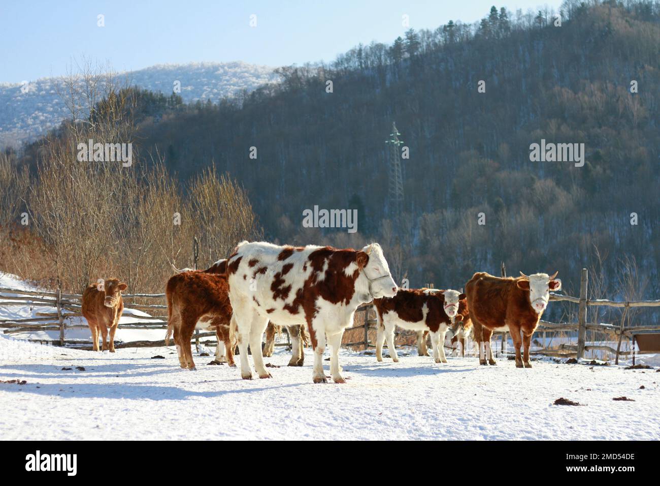 Cows in snowy field winter hi-res stock photography and images - Alamy
