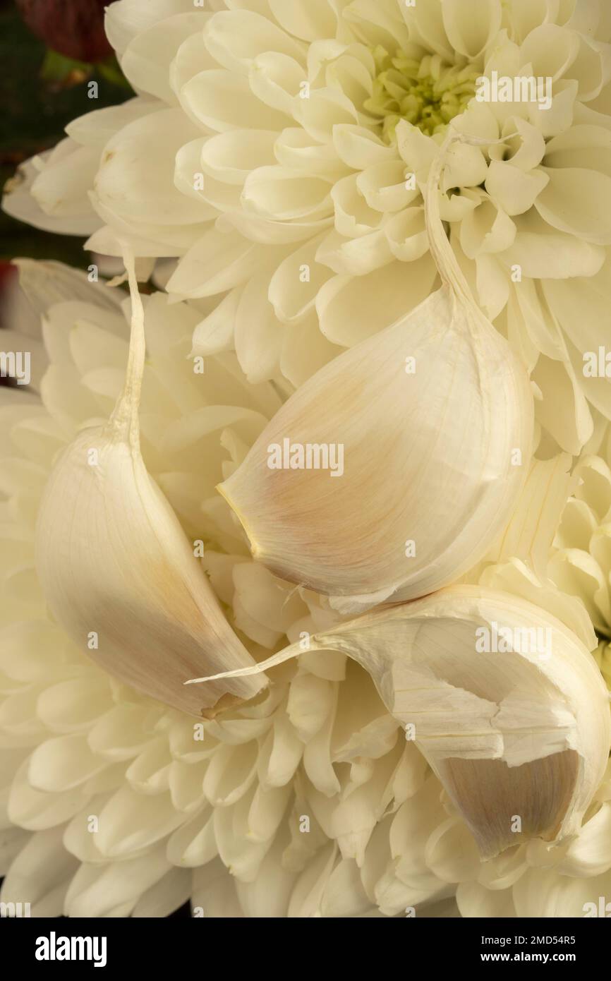 Close up food still life of Garlic cloves, Allium sativum, Chinese ...
