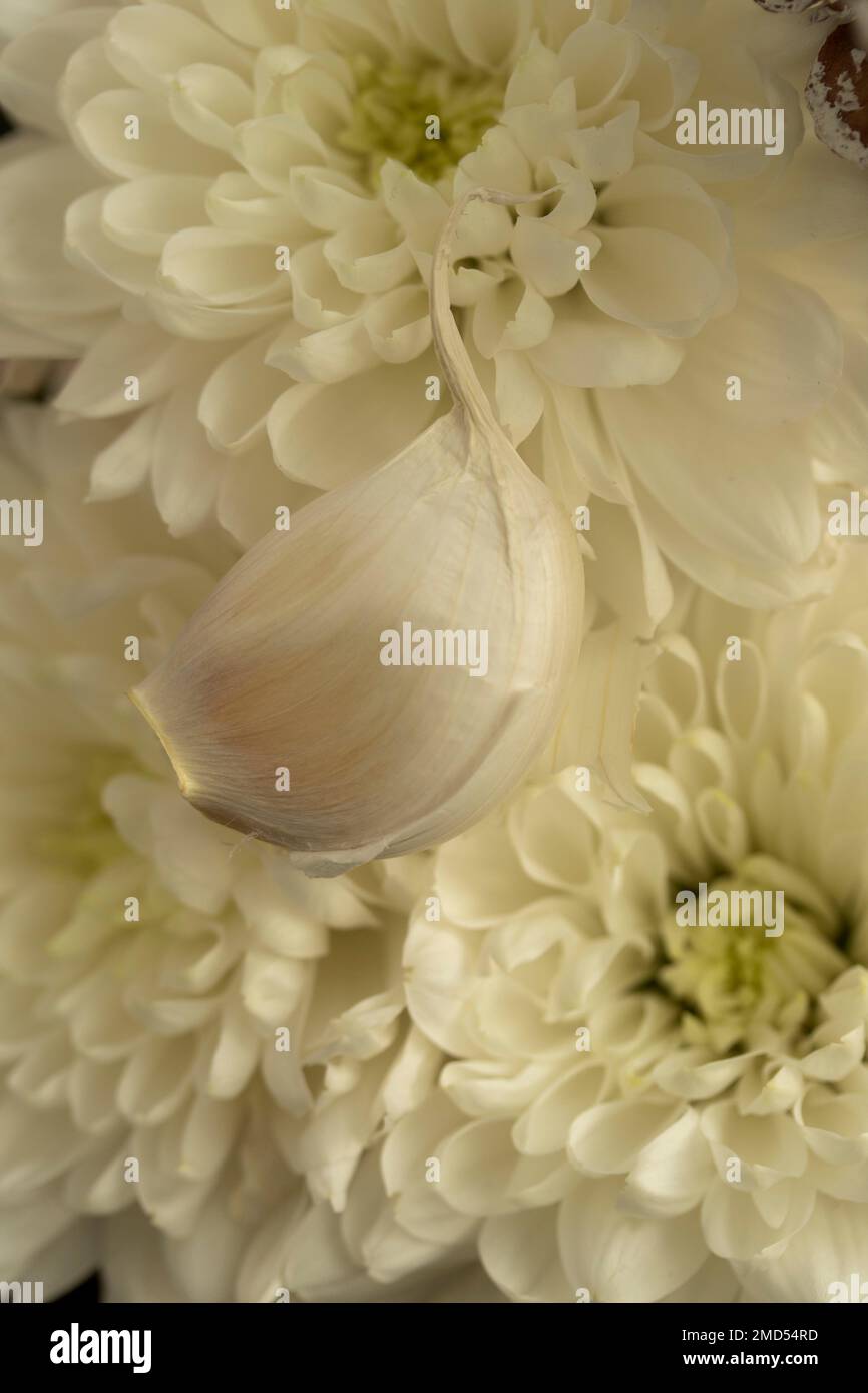 Close up food still life of Garlic cloves, Allium sativum, Chinese ...