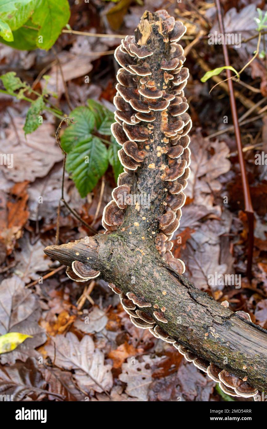 Natural close up semi-abstract patterns and textures in the environment ...