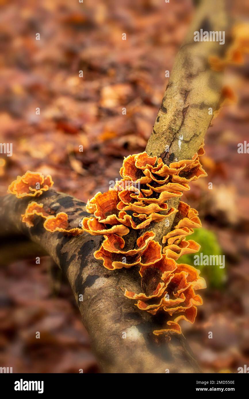 Natural close up semi-abstract patterns and textures in the environment ...