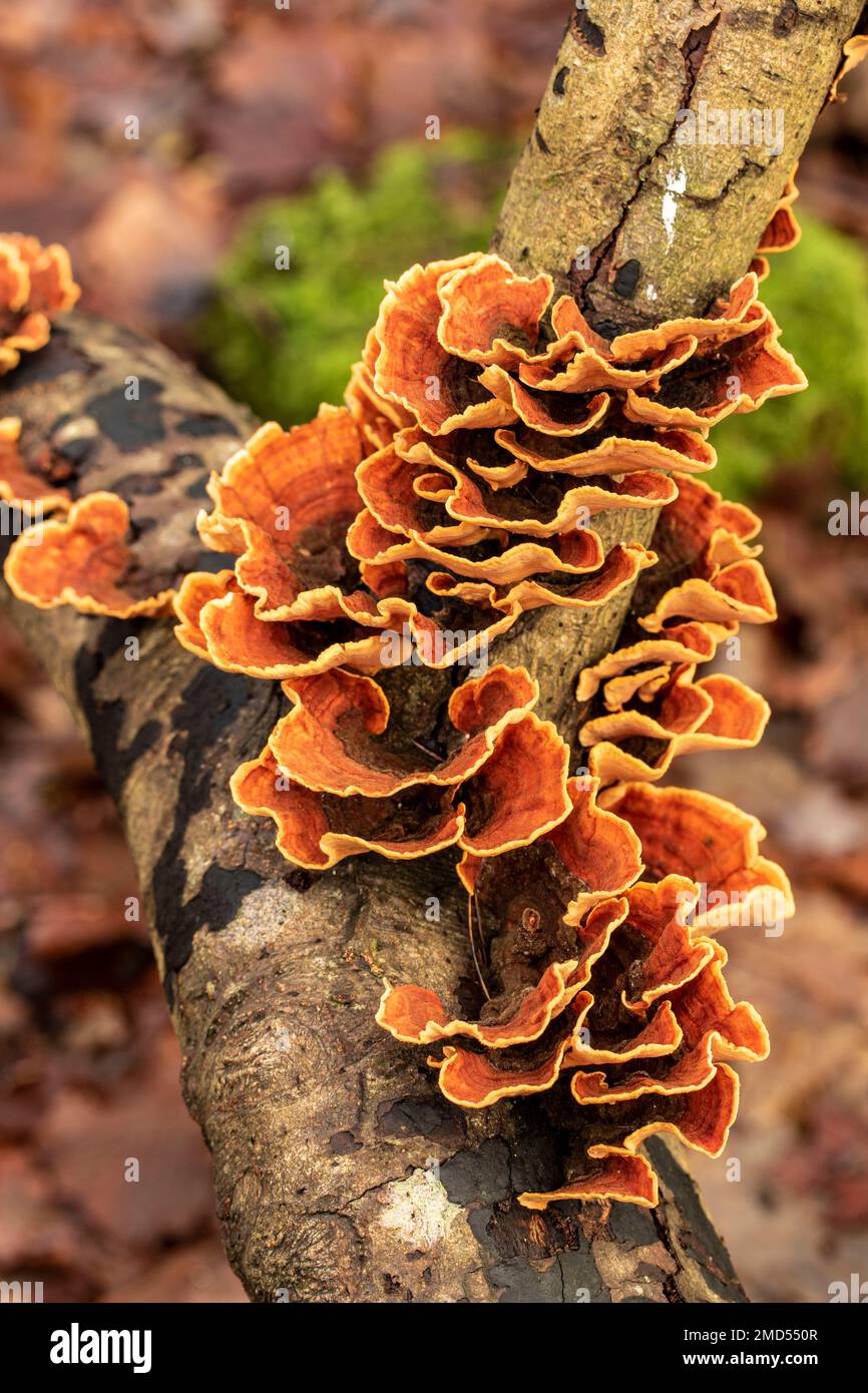 Natural close up semi-abstract patterns and textures in the environment ...