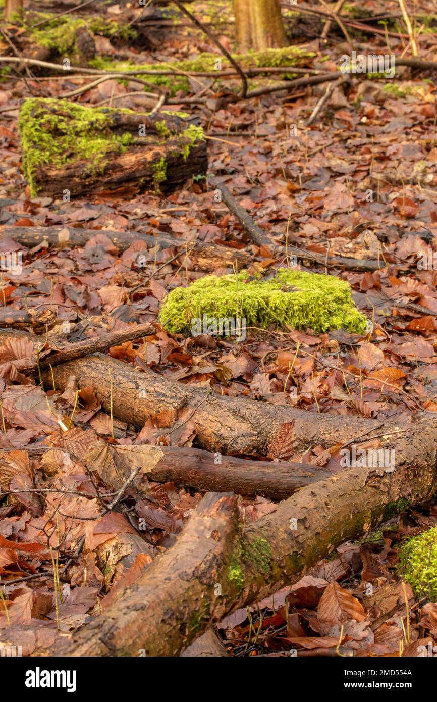 Natural close up semi-abstract patterns and textures in the environment ...