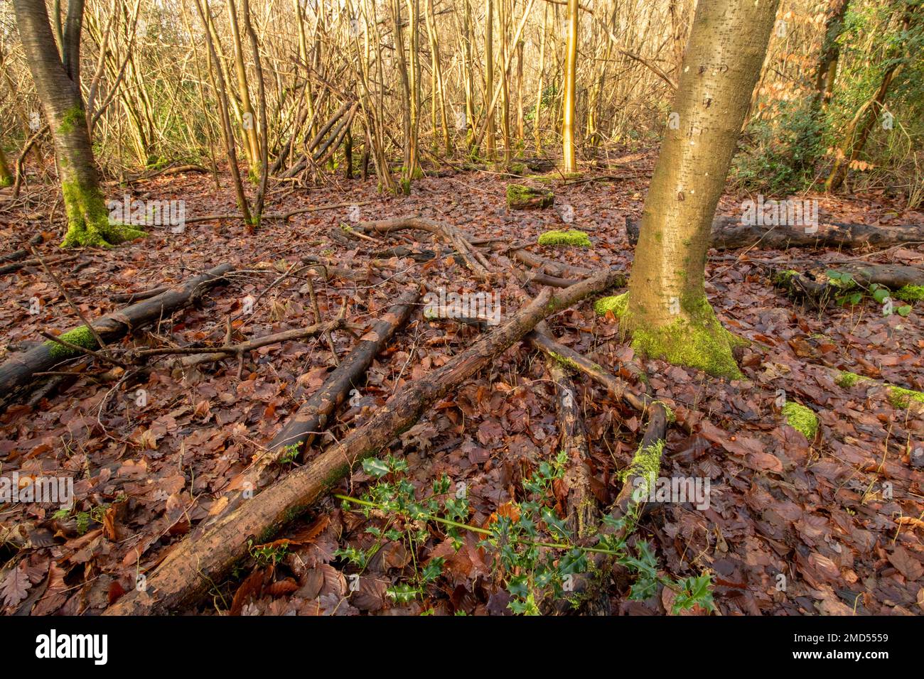 Natural close up semi-abstract patterns and textures in the environment ...