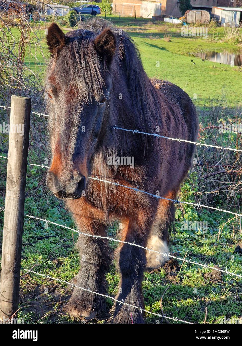 A Closeup of brown Fell pony in a farm on a sunny day Stock Photo - Alamy