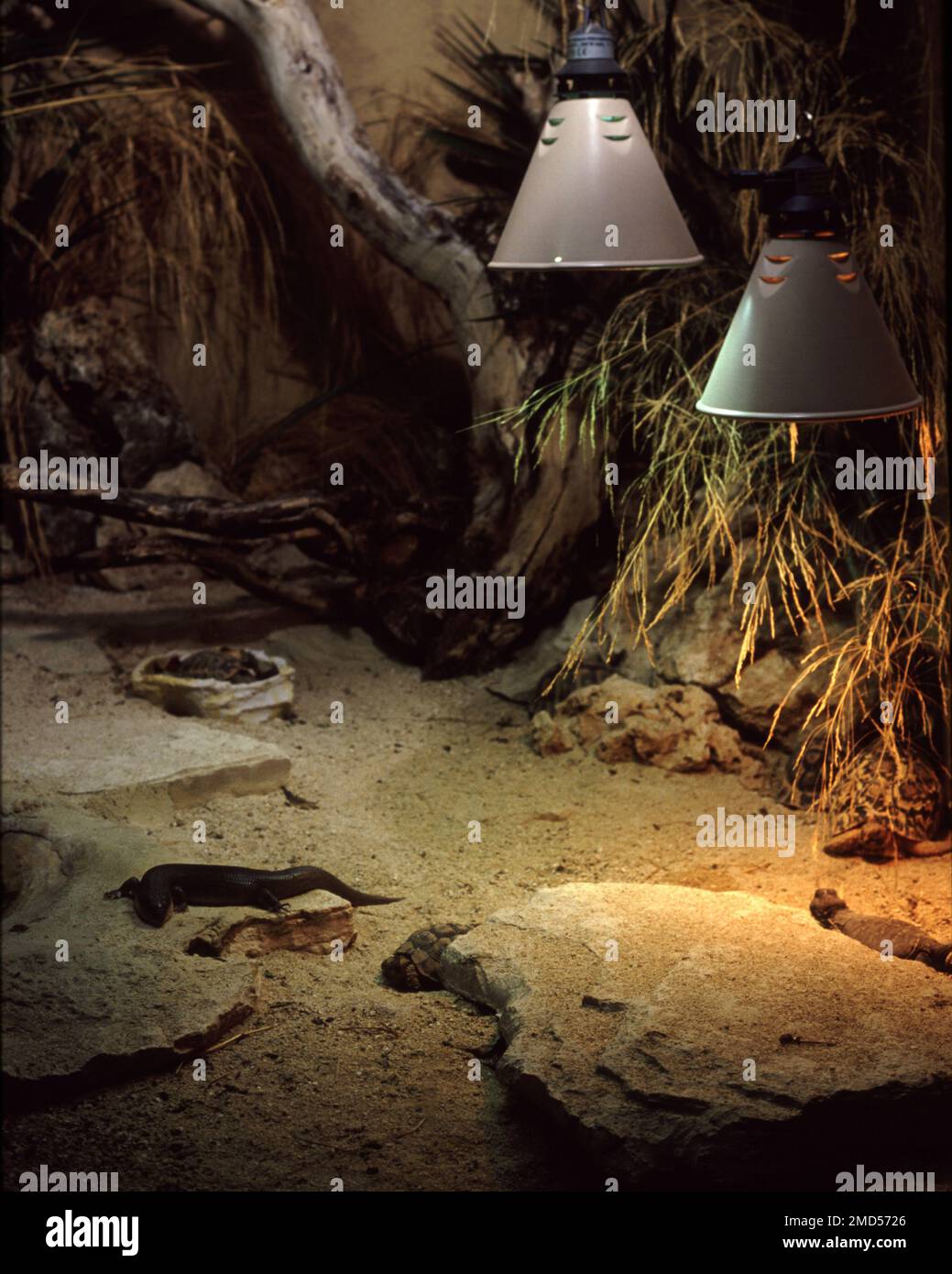 Xeric animal hi-res stock photography and images - Alamy